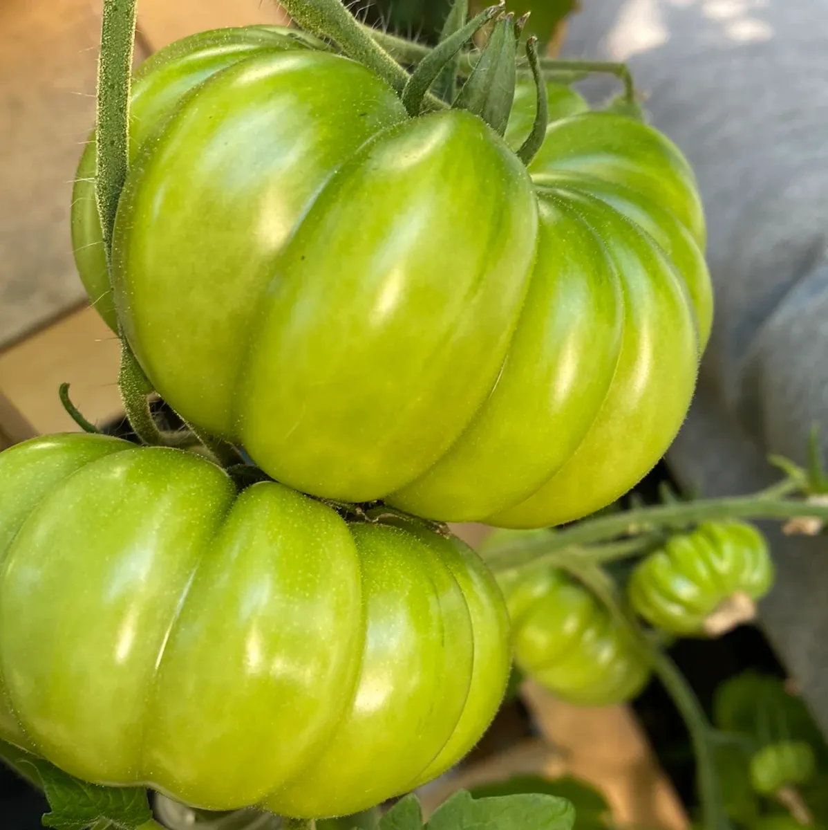 Tomat 'Tim´s Black Ruffles' | Høy kvalitet | Fri frakt over 1000kr